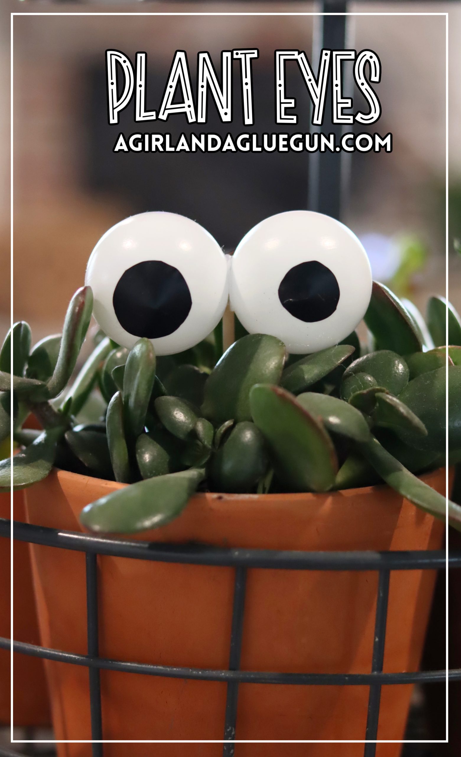 DIY Plant eyeballs - A girl and a glue gun